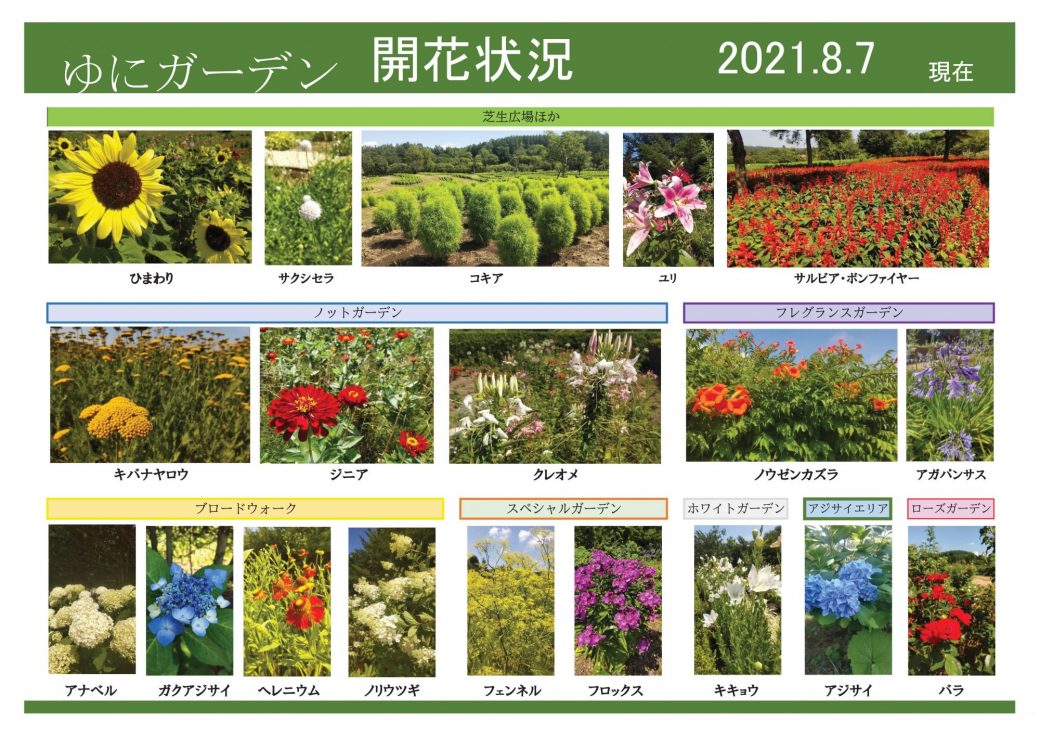 ゆにガーデン 8月7日現在｜開花情報｜お庭について｜北海道由仁町の庭園ゆにガーデン