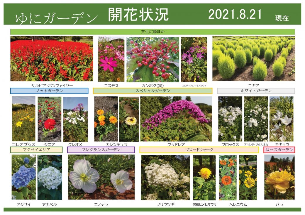 ゆにガーデン 8月21日現在｜開花情報｜お庭について｜北海道由仁町の庭園ゆにガーデン