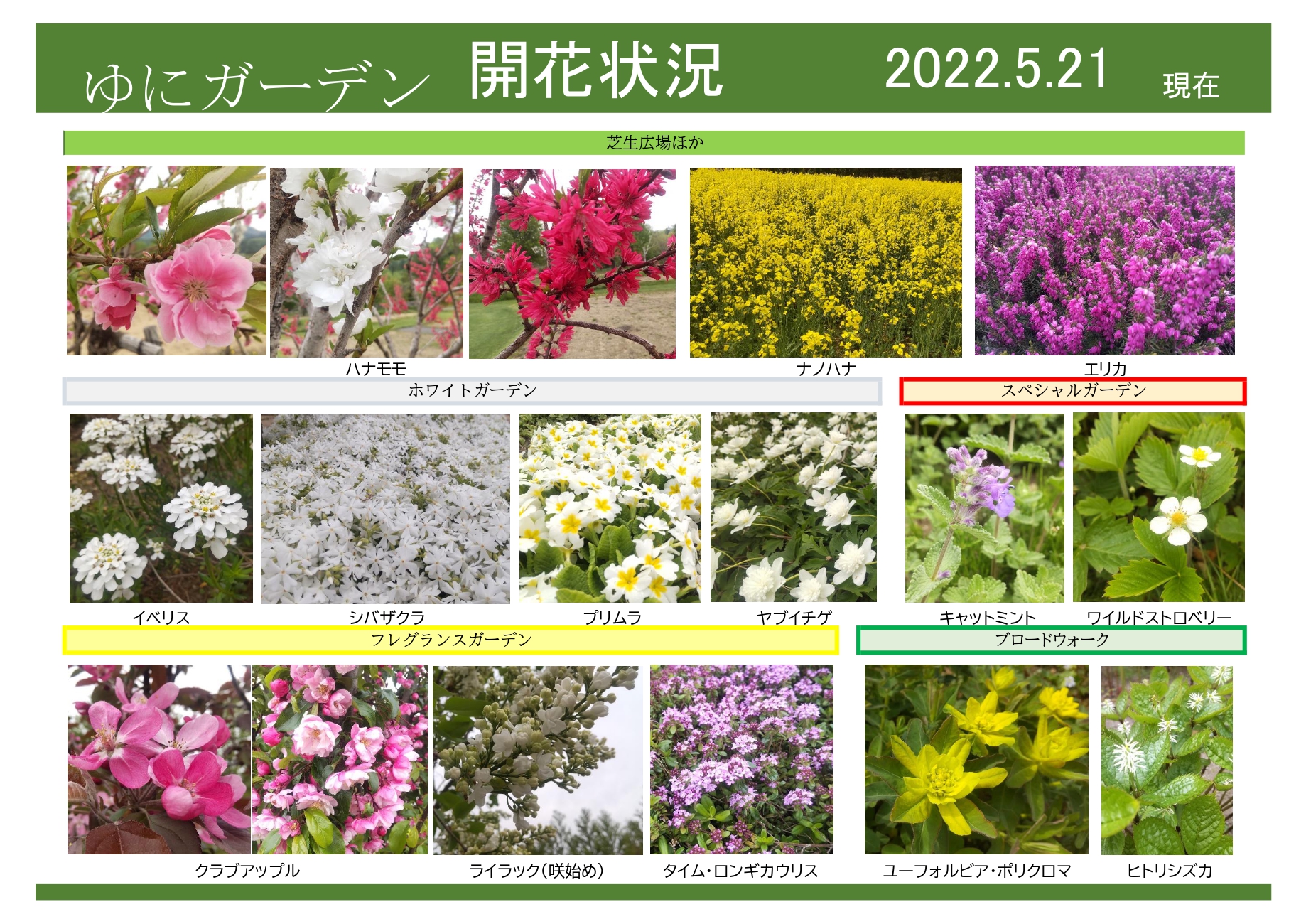 ゆにガーデン 5月21日現在｜開花情報｜お庭について｜北海道由仁町の庭園ゆにガーデン