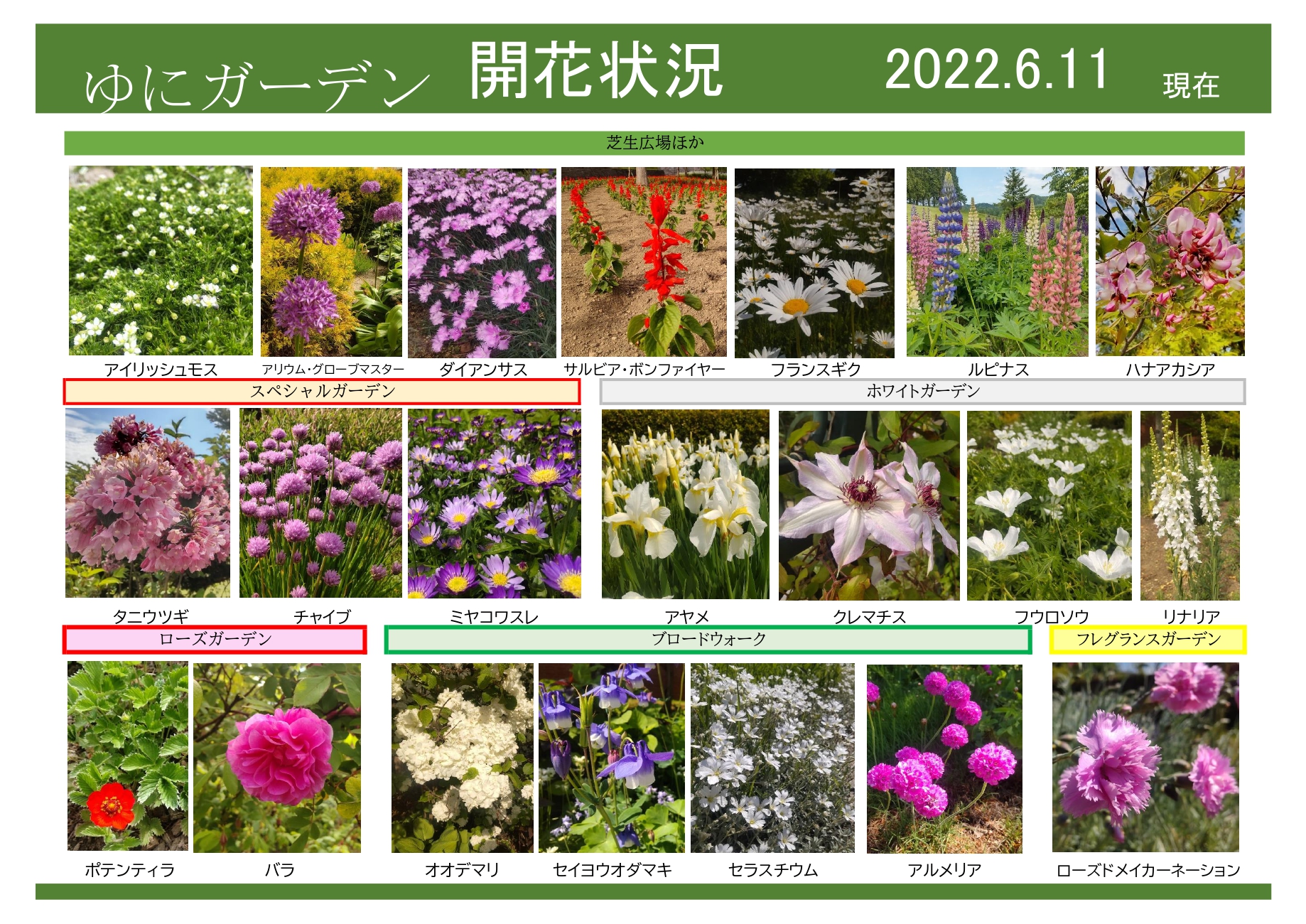 ゆにガーデン 6月11日現在｜開花情報｜お庭について｜北海道由仁町の庭園ゆにガーデン