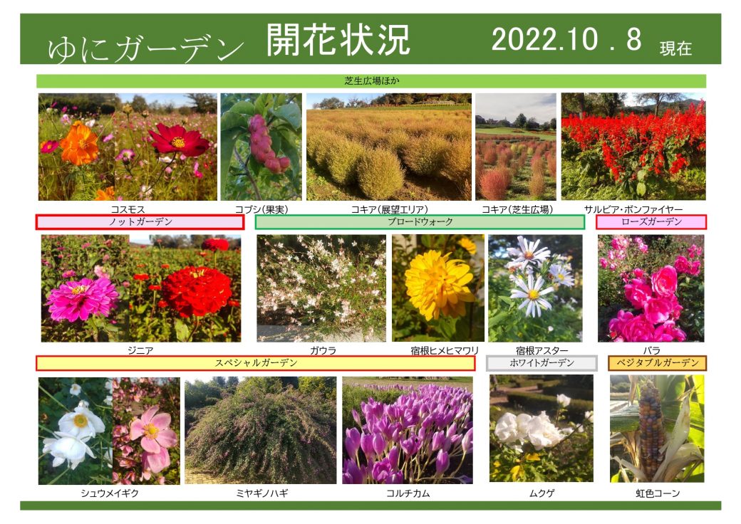 ゆにガーデン 10月8日現在｜開花情報｜お庭について｜北海道由仁町の庭園ゆにガーデン